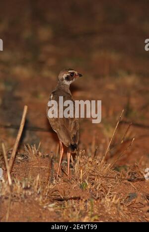 Bronze-winged Courser (Rhinoptilus chalcopterus) two eggs in nest ...