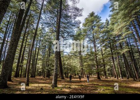 Gouraud cedar, Atlas cedar forest, near Azrou, Middle Atlas, Morocco ...