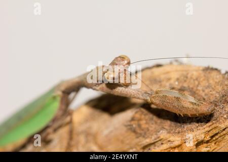 Asian praying mantis (Acromantis sp Stock Photo - Alamy