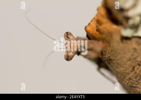 Asian praying mantis (Acromantis sp Stock Photo - Alamy