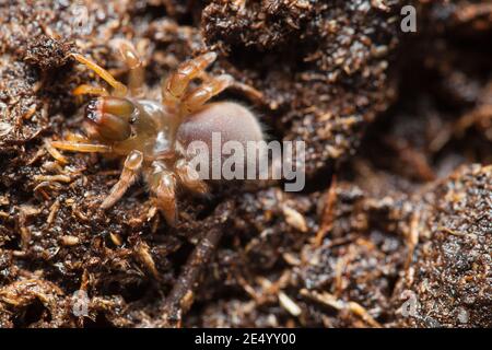 Purseweb spider (Calommata signata Stock Photo - Alamy