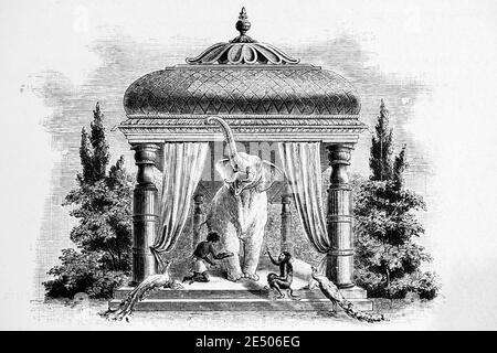 Pheasants, 19th century illustration Stock Photo - Alamy