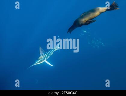 striped marlin, Kajikia audax, near threatened, hunting sardines, Baja ...