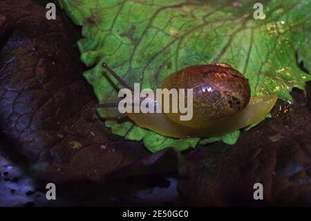 Little slug close-up on the leaf Stock Photo - Alamy