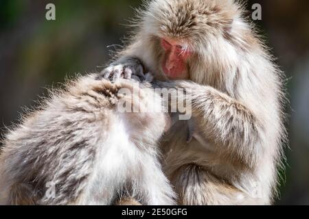 Japanese Macaques Grooming Each Other Stock Photo - Alamy