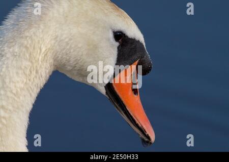 Portrait of a graceful white swan with long neck on dark water ...