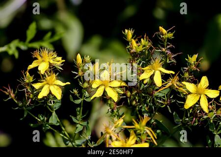 Flowers and buds of Chase-devil, Klamath weed, Tipton's Weed, or St ...