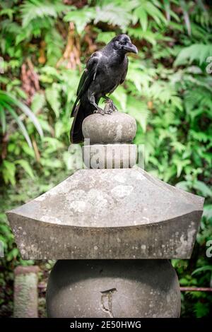 close-up of crow perched on a tree. portrait of crow Stock Photo - Alamy