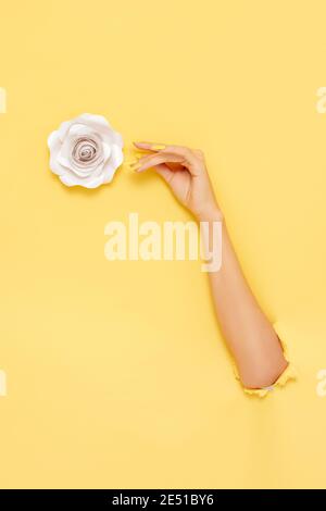 Vertical shot of a female's arm grabbing a rose over a yellow ...