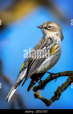 Audubon's warbler, Yellow-rumped Warbler (Setophaga auduboni, Setophaga ...