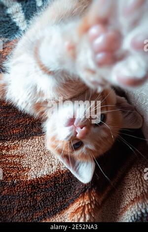 An overhead shot of a cute kitten lying on a concrete ground against a ...