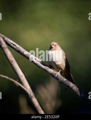 Canyon Towhee perched on a branch against a snowy winter backdrop in ...