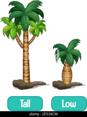 Opposite words with tall and low illustration Stock Vector Image & Art ...