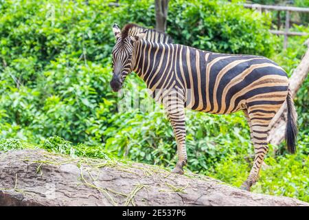 face and head of Zebra between eating, Nature Stock Photo - Alamy