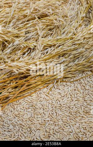 Organic Dried Paddy for Foodstuff Background Stock Photo - Alamy