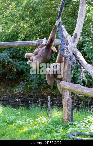 Two swinging Gibbons, getting close to each other for a fight fighting ...