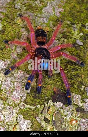 Blue Fang Tarantula, (Ephebopus cyanognathus) captive from South ...