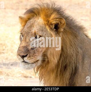 African lion in Selous National Park Stock Photo - Alamy