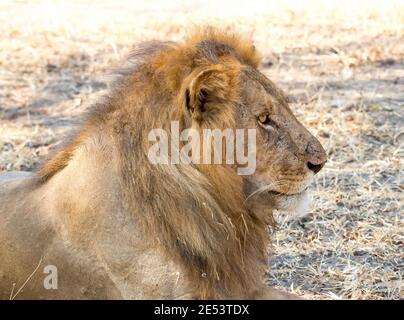 An african lion in Selous National Park Stock Photo - Alamy