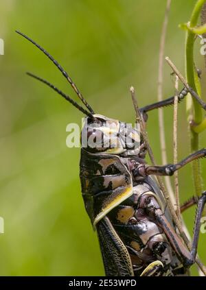 Adult Eastern lubber grasshopper (Romalea microptera) navigating a ...