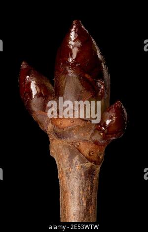 Horse-Chestnut (Aesculus hippocastanum). Terminal and Lateral Buds ...