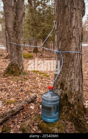 Maple Sap collection lines in rural Upstate New York for Maple Syrup ...