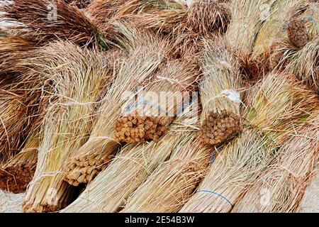 cogon grass (Imperata cylindrica) plant is a common sight in fields and ...