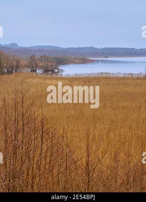 A view of a marsh filled with reeds. A lake in the background. Picture ...
