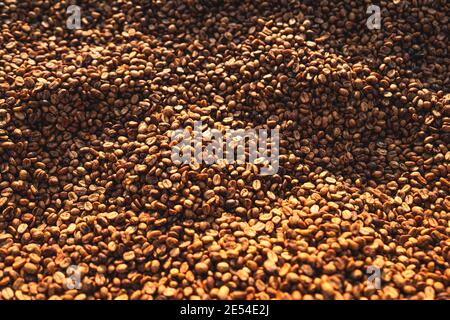 Parchment coffee Dry in the greenhouse Stock Photo - Alamy