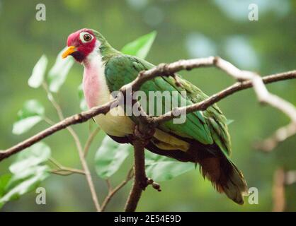Jambu fruit dove (Ptilinopus jambu), male sitting on a branch Stock ...