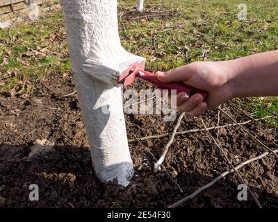 fruit growing, tree protection. painting trees with lime Stock Photo ...