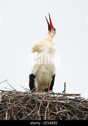 Bensheim, Germany. 26th Jan, 2021. A white stork has moved into its ...