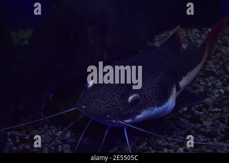 Dangerous cosmpolitan freshwater predator fish Channel catfish ...