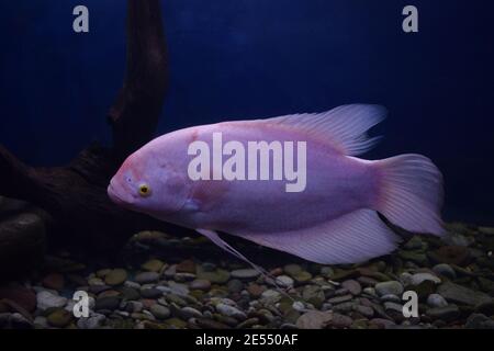 Giant gourami fish (Osphronemus goramy) in aquarium. Wildlife animal ...