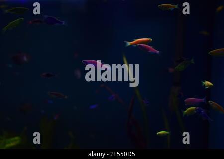 Many small bright cortical fishes in pure blue water swim chaotic Stock ...