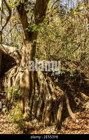 Large African wild fig tree (Ficus spp.), Kruger National Park, South ...