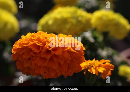 Marigold Flower in home garden Stock Photo - Alamy