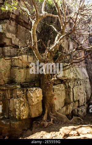 A Large-leaved Rock Fig tree in Limpopo Stock Photo - Alamy