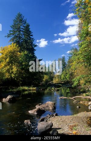 Calapooia River, McKercher Park, Linn County, Oregon Stock Photo - Alamy