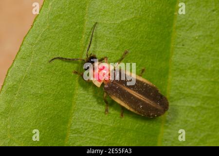 Unidentified Firefly Beetle, Photinus sp., Lampyridae. Length 11 mm ...