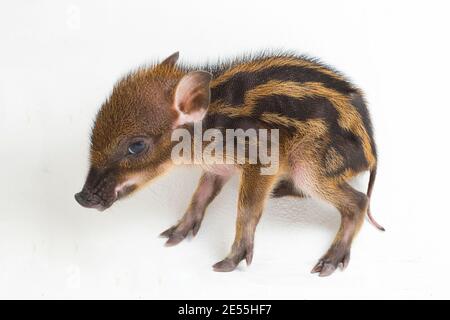 The baby banded pig (Sus scrofa vittatus) also known as the Indonesian ...