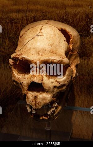 Homo antecessor Skull Stock Photo - Alamy
