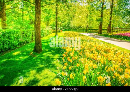 Blooming yelow daffodils flowers with green leaves Stock Photo - Alamy