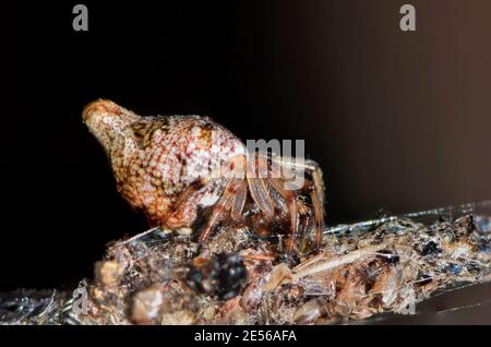 Trashline Orbweaver spider (Cyclosa turbinata) camouflaged on webbed ...