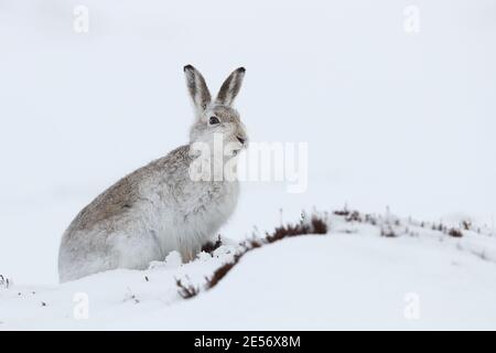 Irish mountain hare (Lepus timidus hibernicus) grazing in a meadow at ...