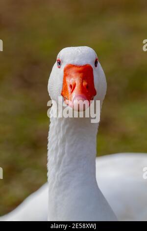 A portrait of Granny Goose Stock Photo - Alamy