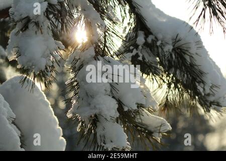 The sun shines through pine branches in the snow Stock Photo - Alamy