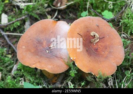 Weeping milk cap (Lactifluus volemus). Called Orange-brown milky, Tawny ...