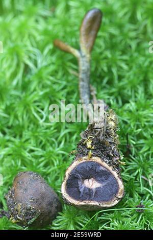 False Truffle fungus (Elaphomyces granulatus Stock Photo - Alamy