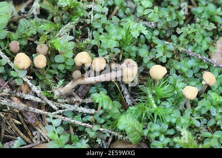 Cudonia circinans, a jellybaby fungus, wild mushroom from Finland Stock ...